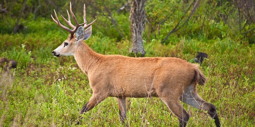Wild Game Processing | Trig's Smokehouse